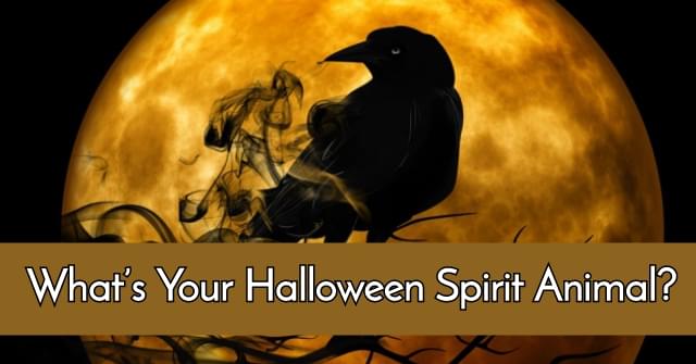 What’s Your Halloween Spirit Animal? | RocketQuizzes